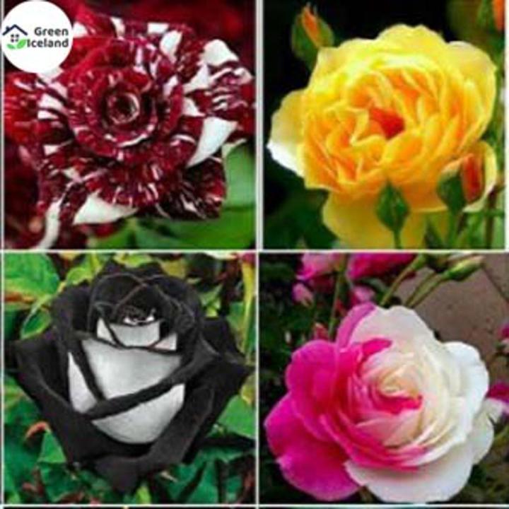 30 Pcs Mix Colour Roses Flower Seeds (??????????? ????? ???)- 30 Pcs ...