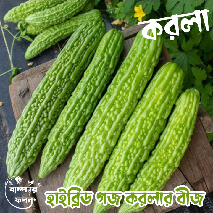 "Hibrid Bitter Melon (Goz Corolla) 40 Piece, Vegetable Seeds" | Daraz ...