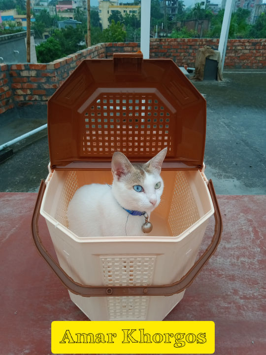 Cat/Dog/Rabbit/Pet Carrier Basket (RFL) 1 Piece (With Delivery Fee ...