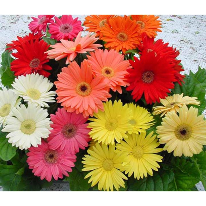 Daisy Seeds Hardy Bonsai Plants seeds- 20Pcs seeds | Daraz.com.bd