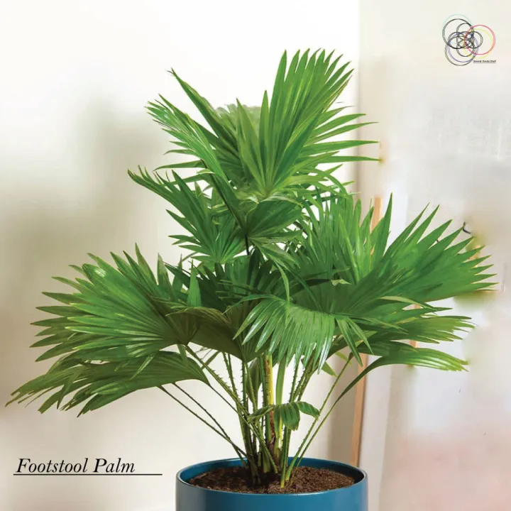 Footstool Palm Tree -With Tob (Livistona Rotundifolia) /Indoor ...
