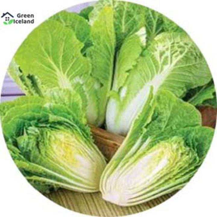 All Season Cabbage Seeds (বাধাকপি বীজ) - 10 Pcs Seeds | Daraz.com.bd