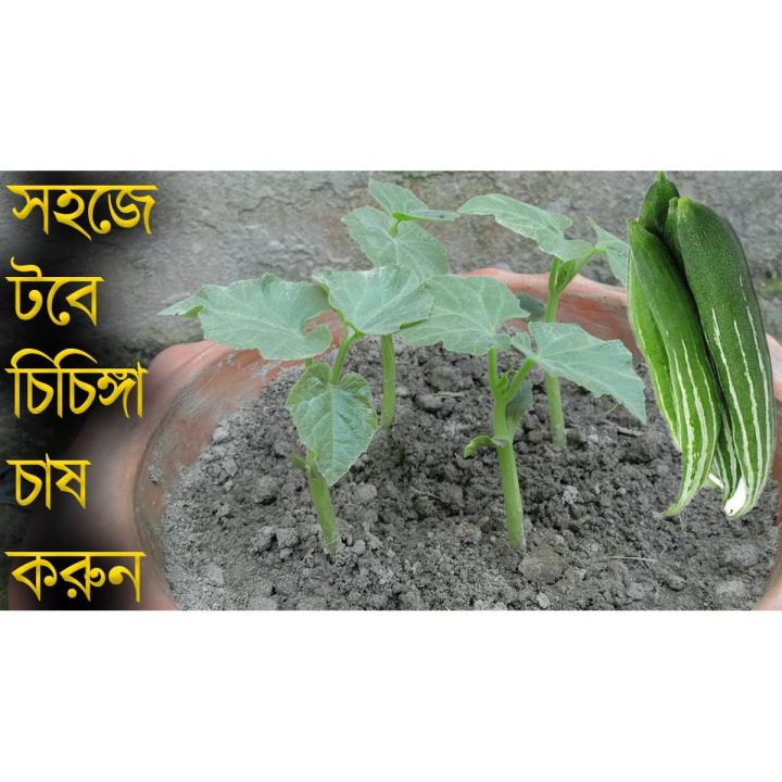 Chichinga (চিচিংগা) Seed - 1 Pac | Daraz.com.bd