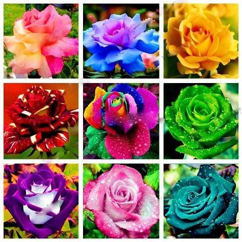 All Season Real Rainbow Mix Colour Roses Flower Seeds - 30 Pcs Seeds ...