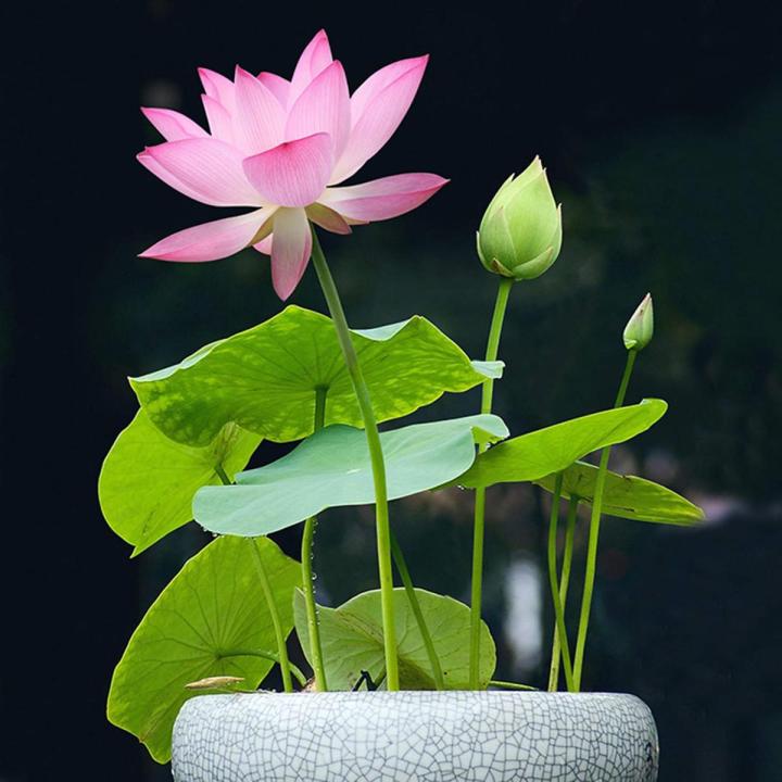 Newfangled - Opulence at Its Best - Poddo flower 5 pice, Jol Poddo Ful ...