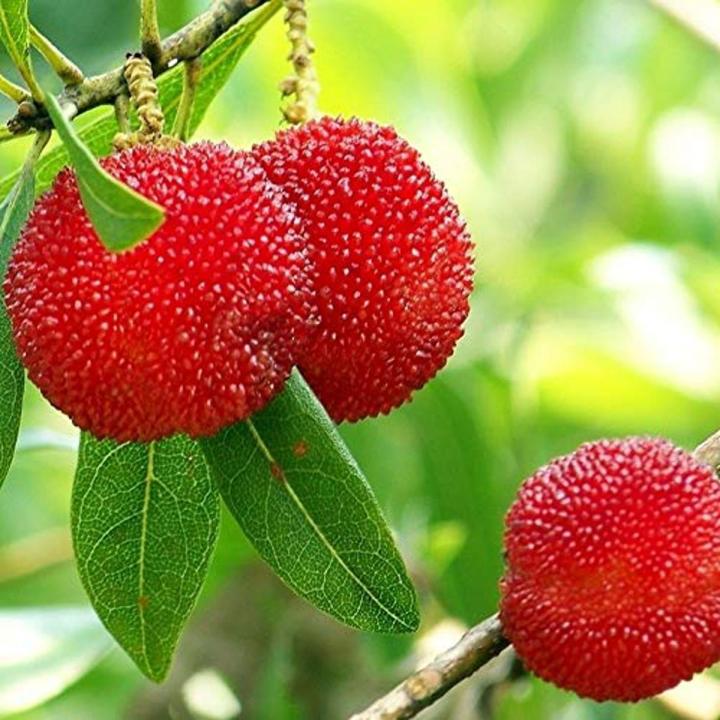 Arbutus Seeds Delicious Sweet Sour Chinese Fruit Seeds Farm Garden ...