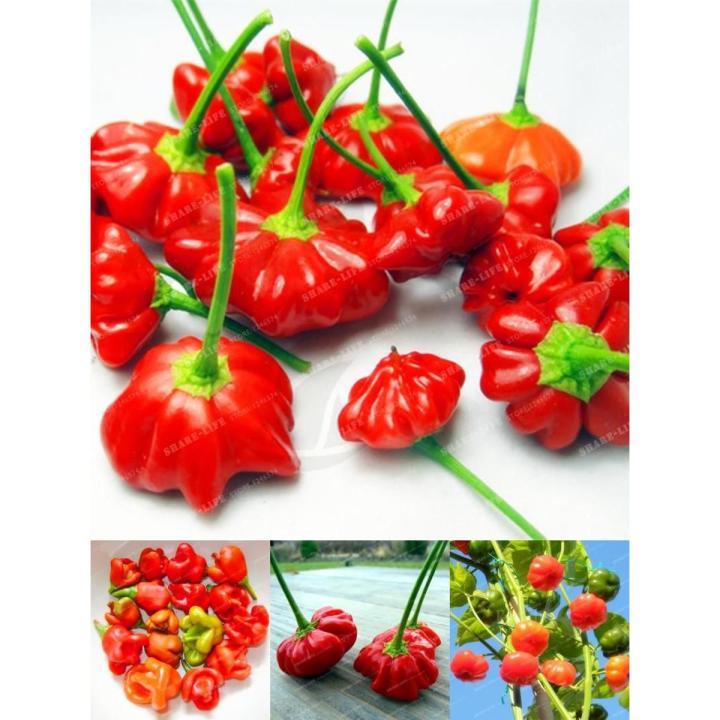 Thai Sun Hot Pepper Capsicum annuum Ornamental BeautifulChili bonsais ...