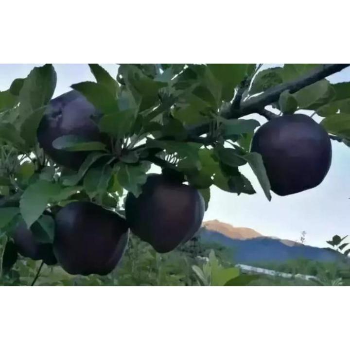 Dwarf black diamond apple bonsai seeds- 20Pcs seeds | Daraz.com.bd