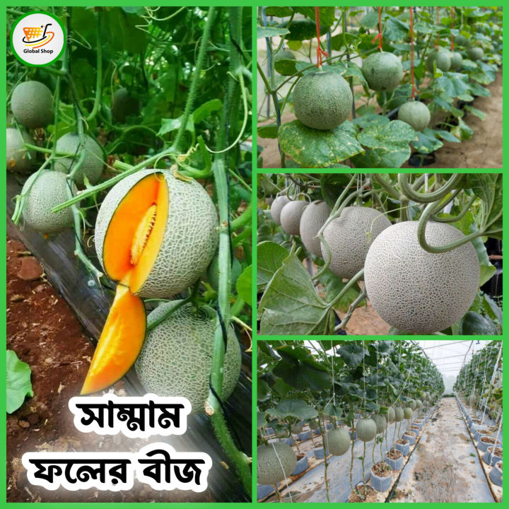 25 pcs Rock Melon (সাম্মাম ফল ) Seeds. / Rock Melon seeds (All Season ...