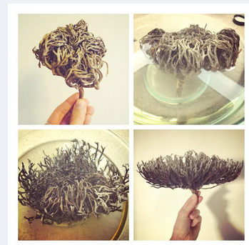 Flower of Maryam Maryam Flower | Daraz.com.bd