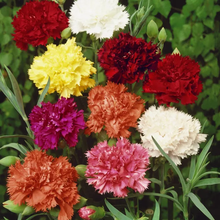 Carnation Mix Seed | Daraz.com.bd