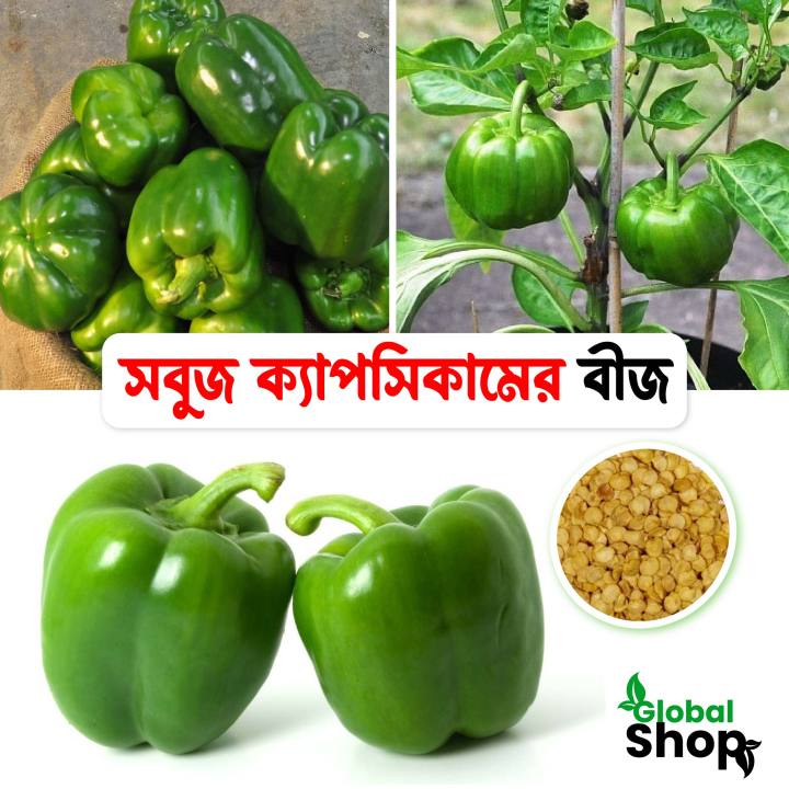 All Season Premium Quality Green Color Capsicum Seeds 17pics + Gift ...