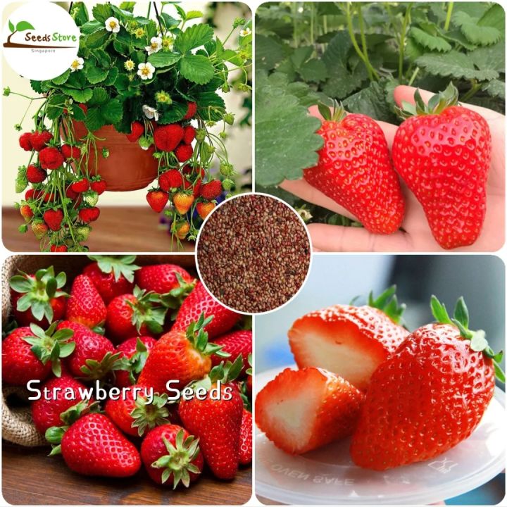 Hybrid Sweet Red Strawberry Plant Seeds - 33+Seeds | Daraz.com.bd