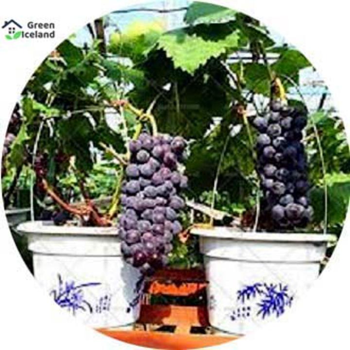 All Season Black Finger Grape Seeds- 20 Pcs Seeds | Daraz.com.bd