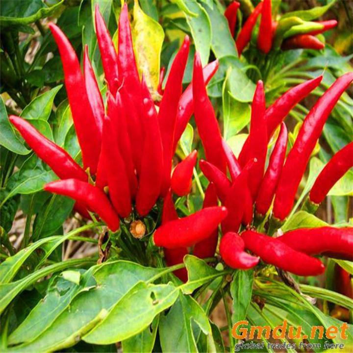 15 Pcs - Natural Organic Red Spicy Chili Tree Seeds | Daraz.com.bd