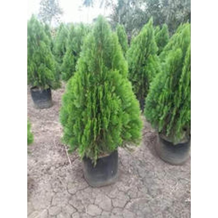 Pabon Jhau Tree Seeds -50 Pcs (Global Seeds) | Daraz.com.bd