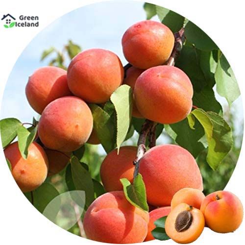 5 Pcs All Season Apricot Tree Seeds | Daraz.com.bd