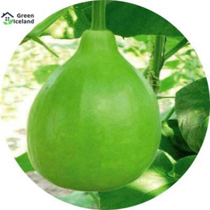 Round Gourd / Lau Seeds (???? ??? ???) - 10 Pcs Seeds | Daraz.com.bd