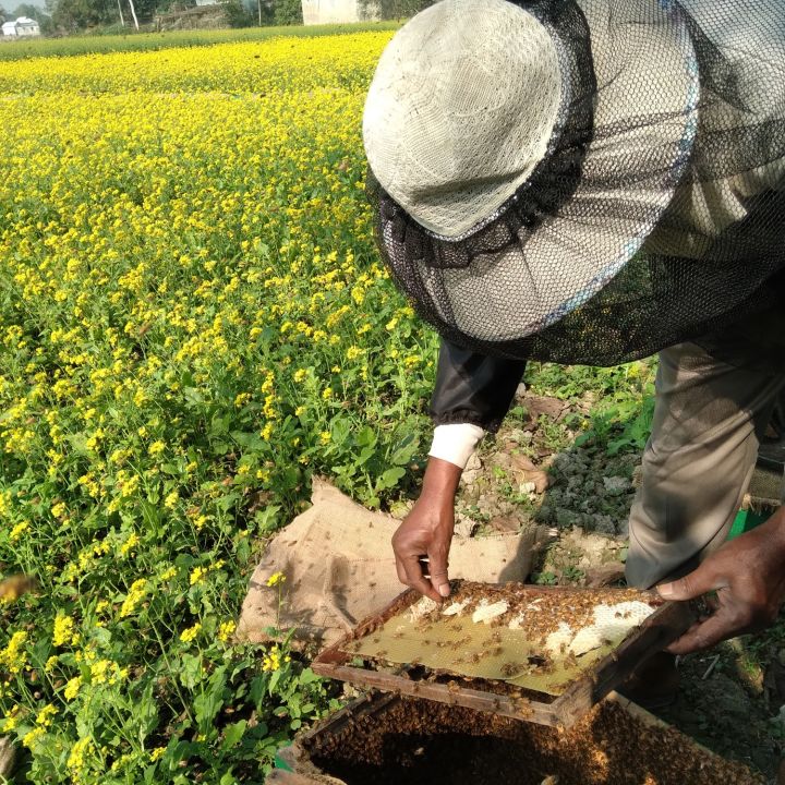 Mustard flower honey 500 gm-Shorisha Full er Modhu 500 GM | Daraz.com.bd