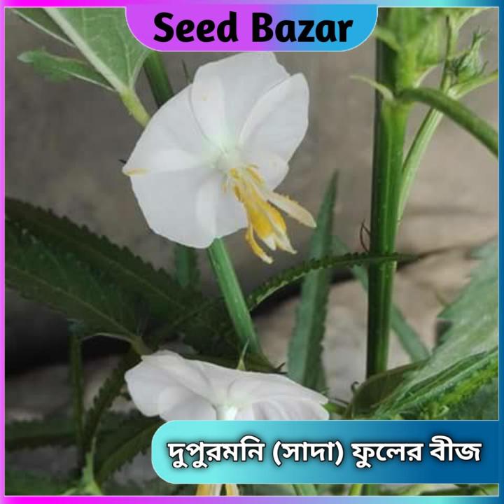 All season Dupur moni flower seeds 40 pice + gift | Daraz.com.bd