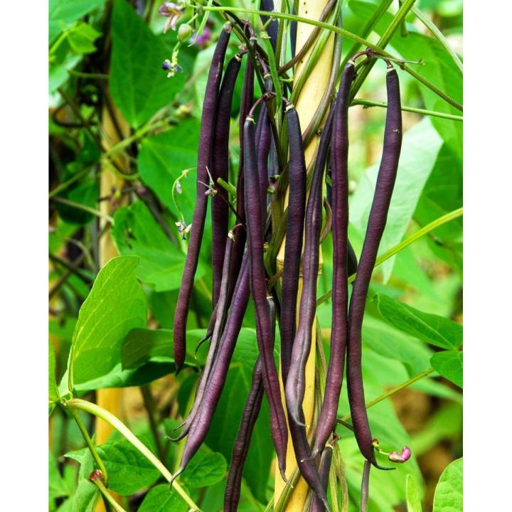 Hybrid Red String Beans Borboti 30 pcs Seeds | Daraz.com.bd