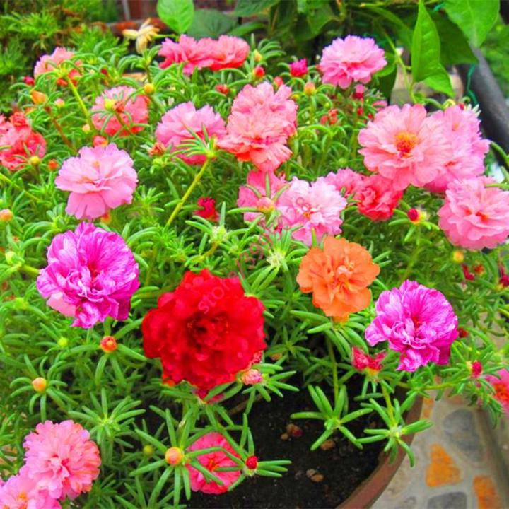 Natural Mix Colors Portulaca Flower Seeds - 20 Pcs Seeds | Daraz.com.bd