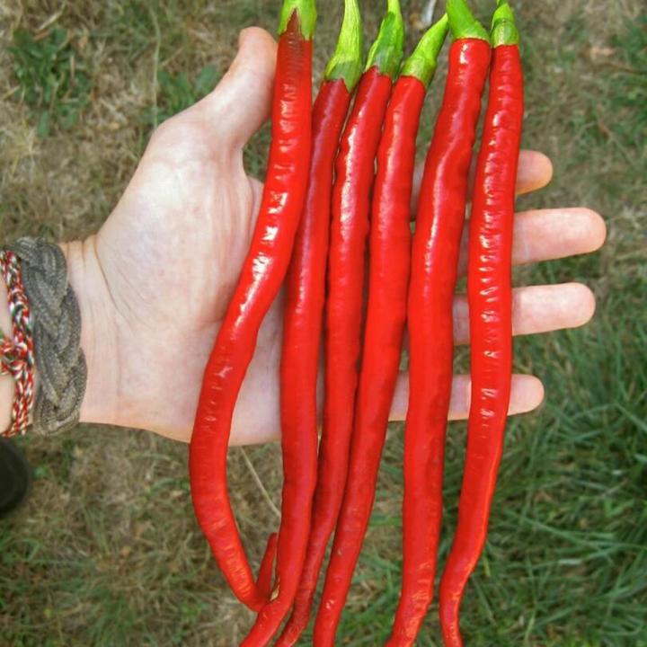 30 Pcs Organic Hybrid F1 Long Spaicy Red Chili Seeds | Daraz.com.bd