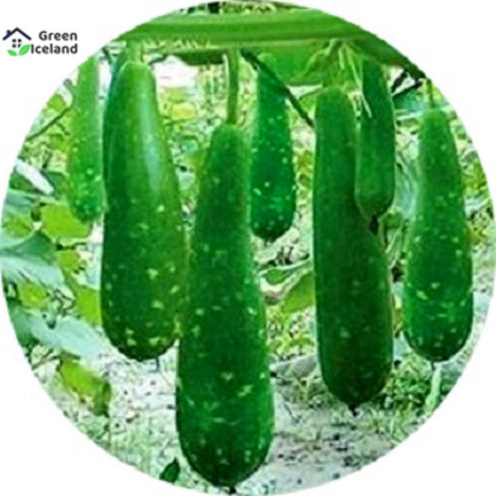 Hybrid F1 Long Gourd / Lau Seeds - 10 Pcs | Daraz.com.bd