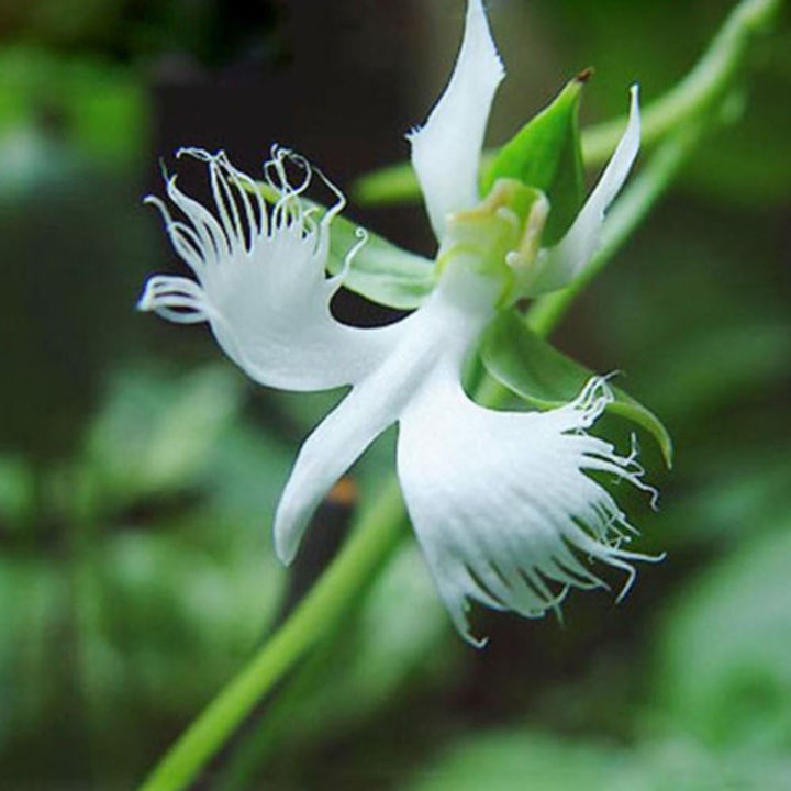Japanese Radiata White Orchid flores Seeds - 10 pcs | Daraz.com.bd