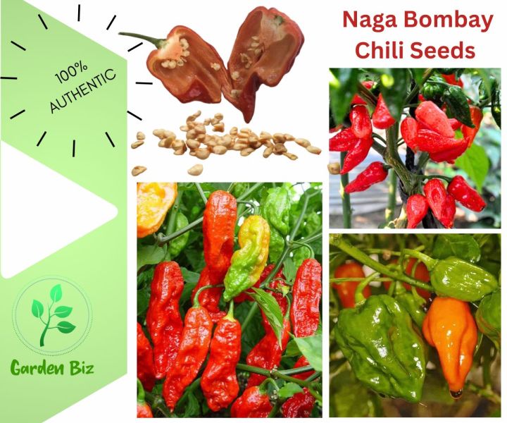 High Quality Naga Bombay Chili Seeds - 20 PC | Daraz.com.bd