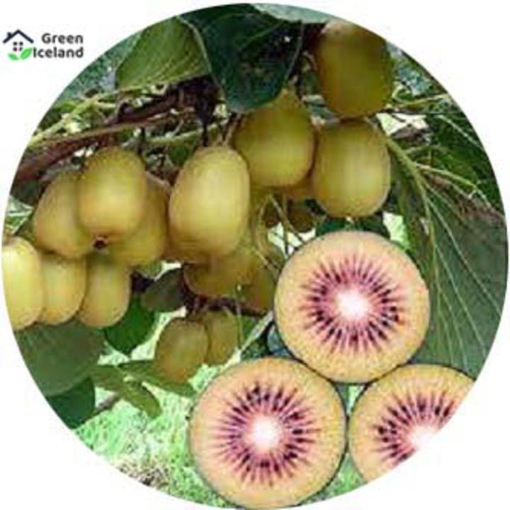 Mini Kiwi Fruit Bonsai Seeds - 20 Pcs Seeds | Daraz.com.bd