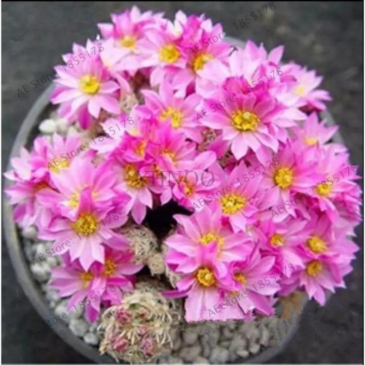 Colorful Lithops Seeds for Plants, Pseudotruncatella (D-13) - 10 pcs ...