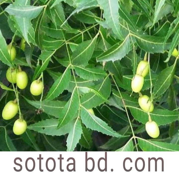 Neem pata Powde / Neem pata Powde r=100gm | Daraz.com.bd