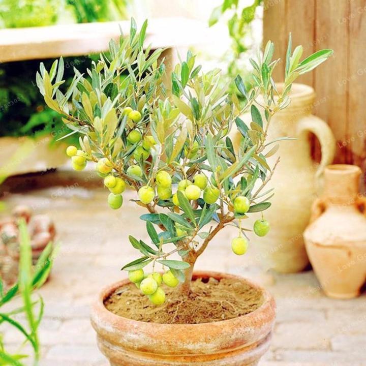 5 PCS Rare Olive Bonsai Tree (Olea Europaea) Bonsai Fresh Exotic Tree ...