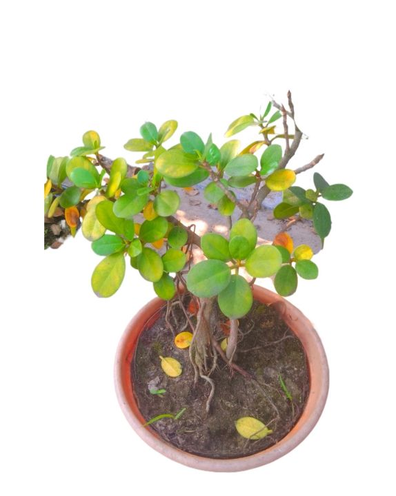 Bonsai Tree chinese Bot Shah Agro Farm Garden Plants | Daraz.com.bd