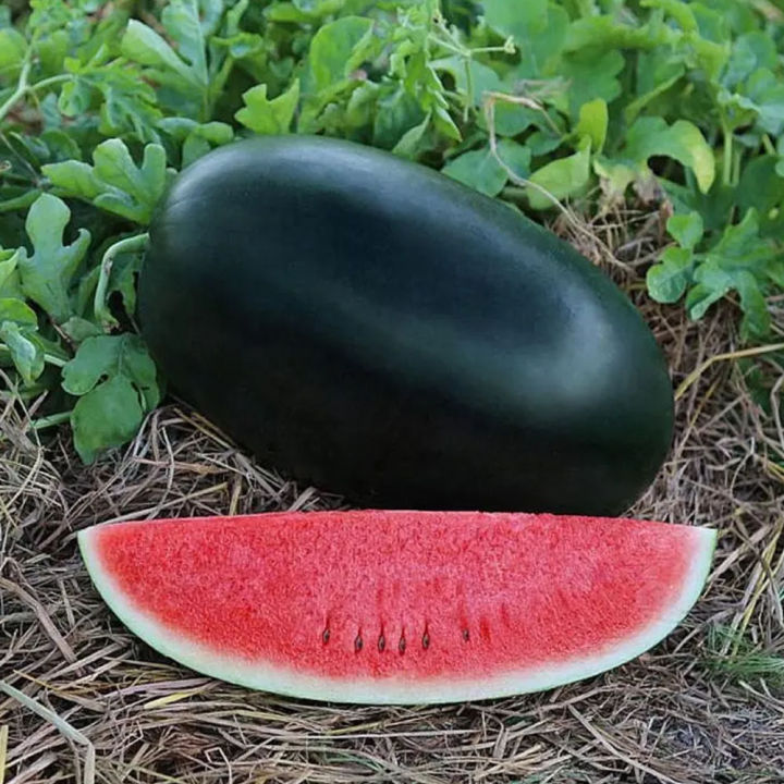 Watermelon - 10 pcs Seed F1 Hybrid All Season | Daraz.com.bd