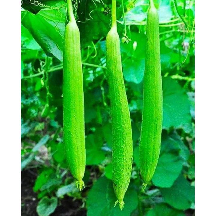 HYBRID LUFFA GOURD ( DHUNDAL ) SEEDS - 5 Seeds | Daraz.com.bd