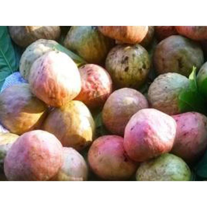 Ata Tree Seeds -10 Pcs | Daraz.com.bd