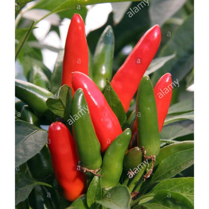 Indian Bullet Chili Hybrid Seeds For Tob/Terrace -100pcs (ইন্ডিয়ান ...