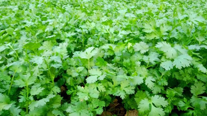 Dhoniya Pata Seeds Pack - 30 Gram | Daraz.com.bd