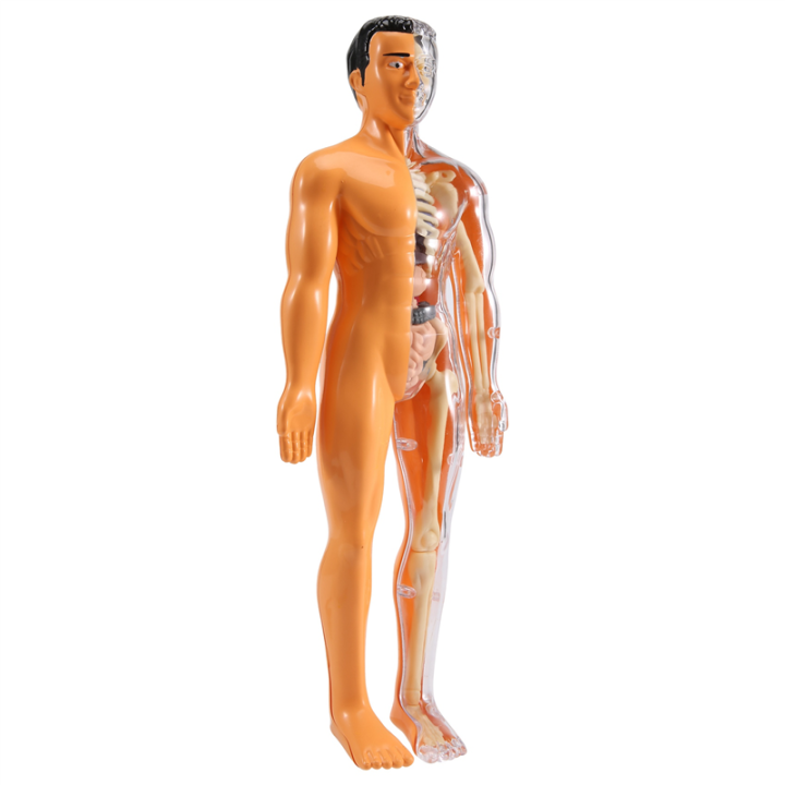 3D Human Body Anatomy Model Children Plastic DIY Skeleton Science Early ...