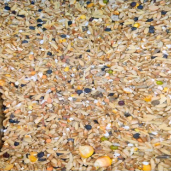 Pigeon Mixture (Regular) Pigeon Food..500gm | Daraz.com.bd