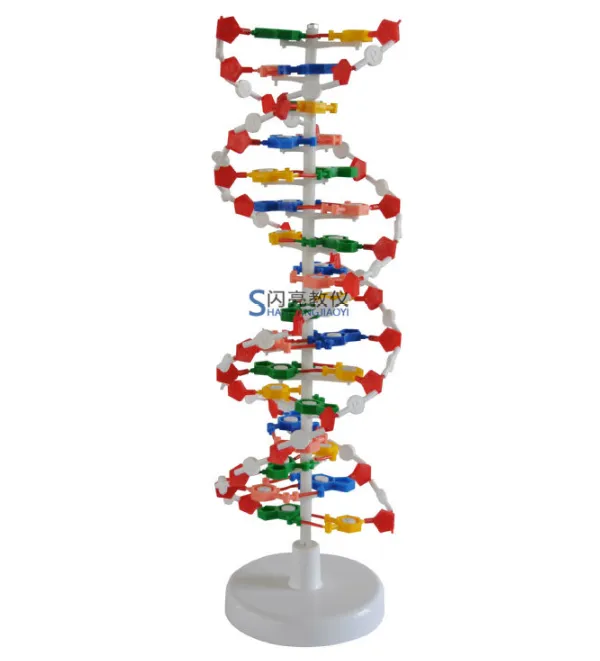 DNA Double Helix Tools DIY Structure Model Student Teaching Biological ...
