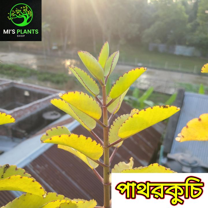 Pathorkuchi/Kalanchoe Pinnata Plant [1 Piece] MI's Plants | Daraz.com.bd