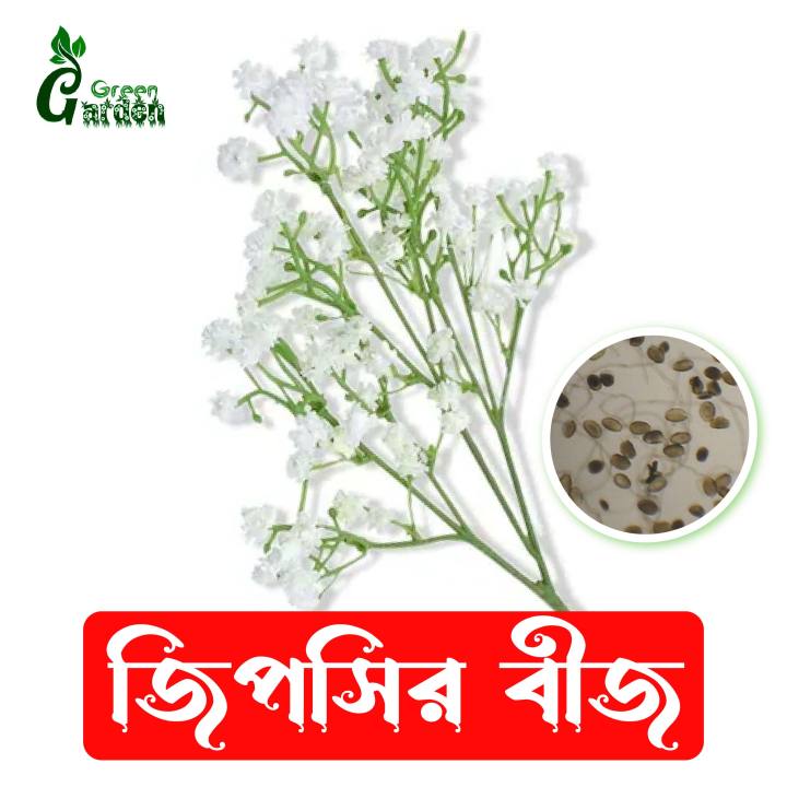 25 pics Mix Color Gypsy Flowers (জিপসি ফুল ) Seeds High Quality for All ...
