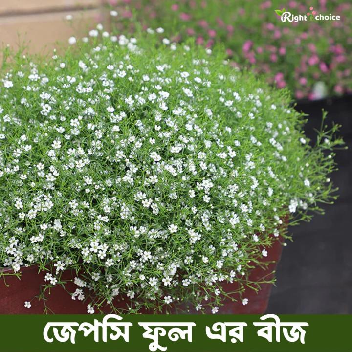 white Gypsy flower Hybrid seeds 15 pice +gift | Daraz.com.bd
