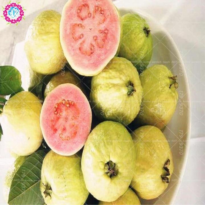 bonsai Guava Psidium guajava Bonsai fruit tree Perennial tropics potted ...