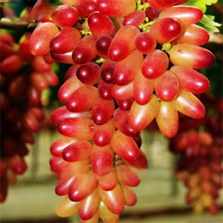 Finger Grape Seed Delicious Potted Fruit Grapes Plant Seeds For Home ...