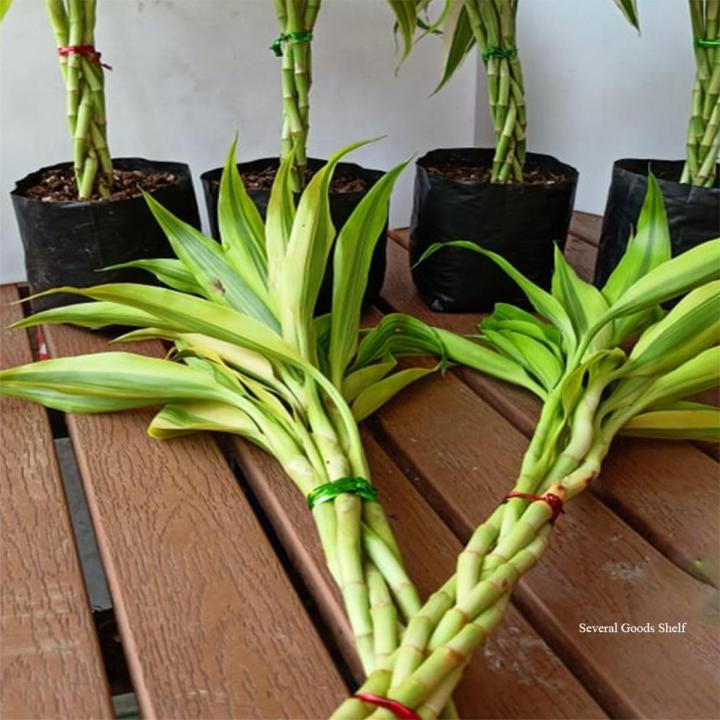 Lucky Bamboo (Braiding Design ) With Tob/Golden Lucky Bamboo ...
