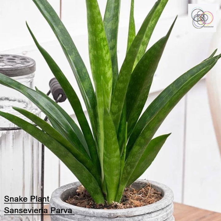 Snake Plant Sansevieria Parva - With White Colour Tob /Green leaf air ...